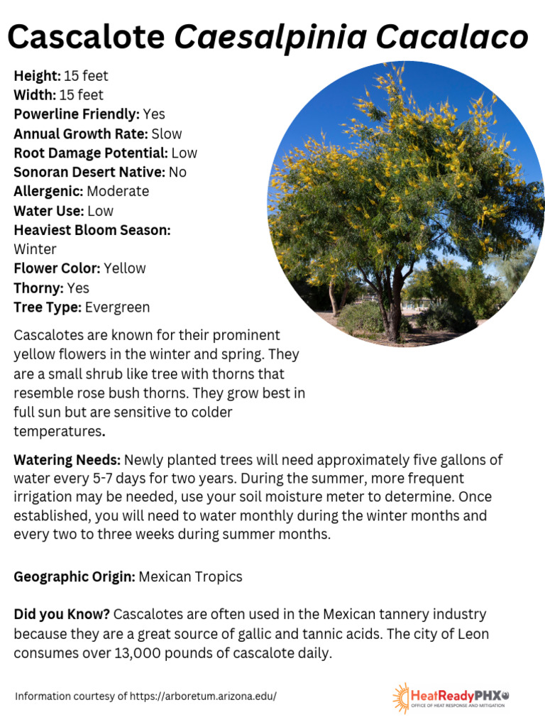 Cascalote Info | PDF | Ciencia y matemáticas | Tecnología