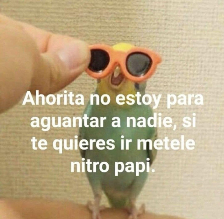 Loro Pendejo Cecs | PDF