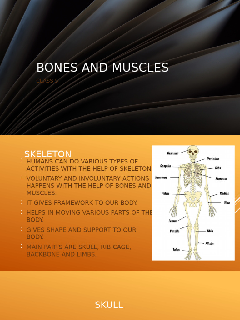 Skeleton Basics for Grade 5 | PDF | Vertebral Column | Arm