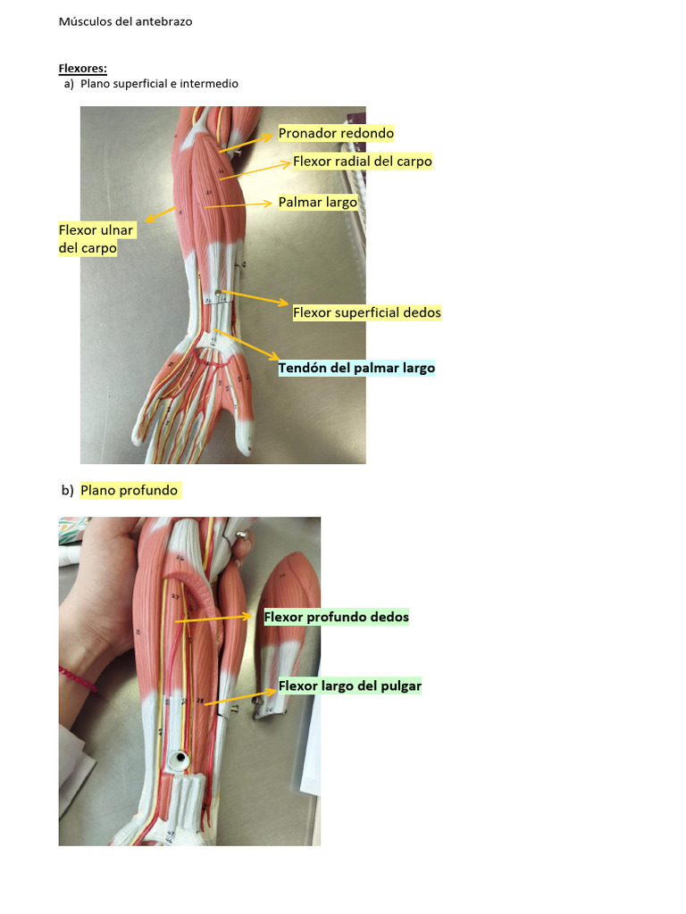 Flexores de Antebrazo | PDF