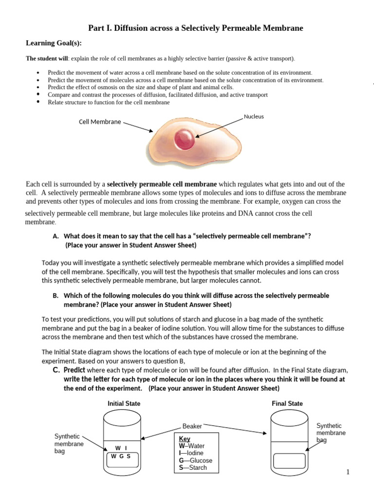 Lab Diffusion Across A Semipermeable Membrane and Using Models To ...