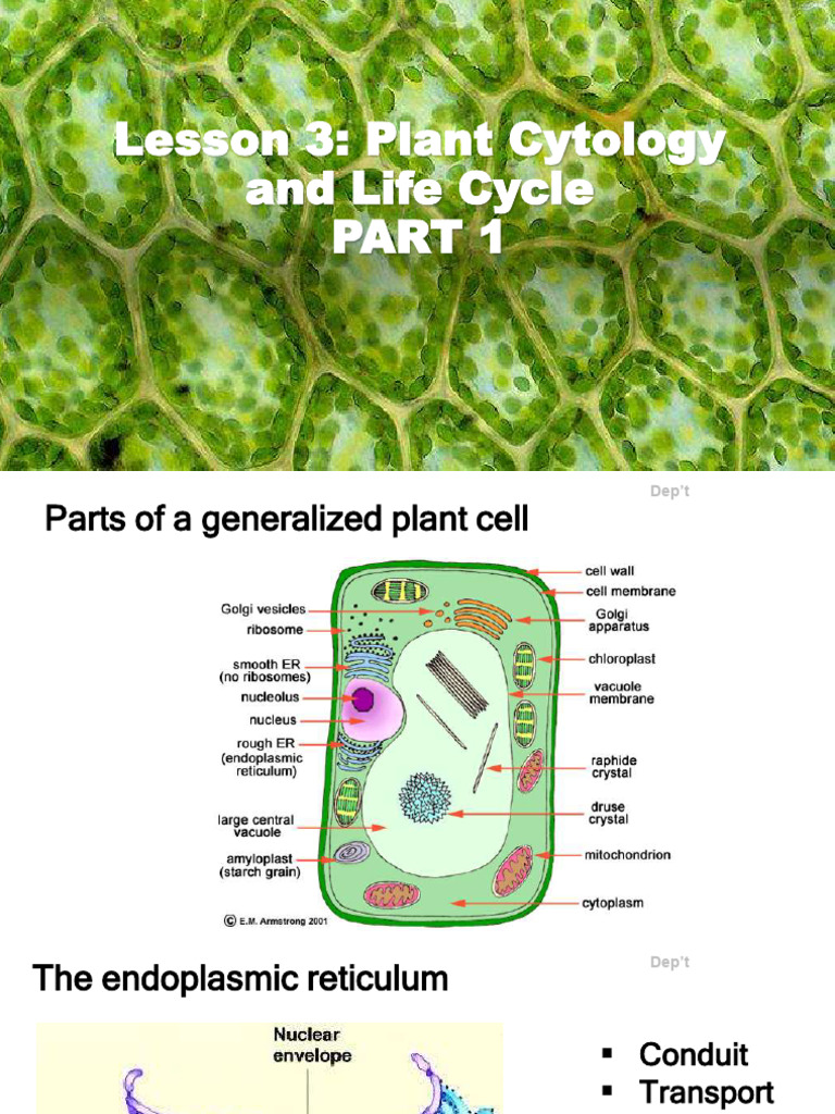 Lesson 3 Plant Cytology and Life Cycle PART 1 | PDF