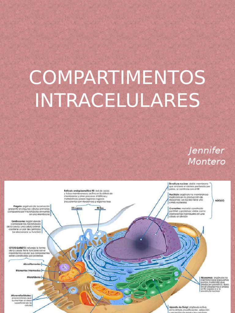Compartimentos Intracelulares | PDF | Nucleo celular | Mitocondria