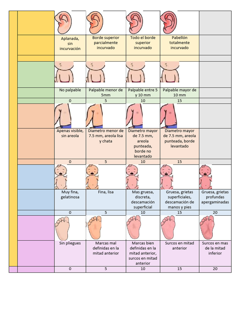 Test de Capurro: Evaluación Neonatal | PDF | Características sexuales ...