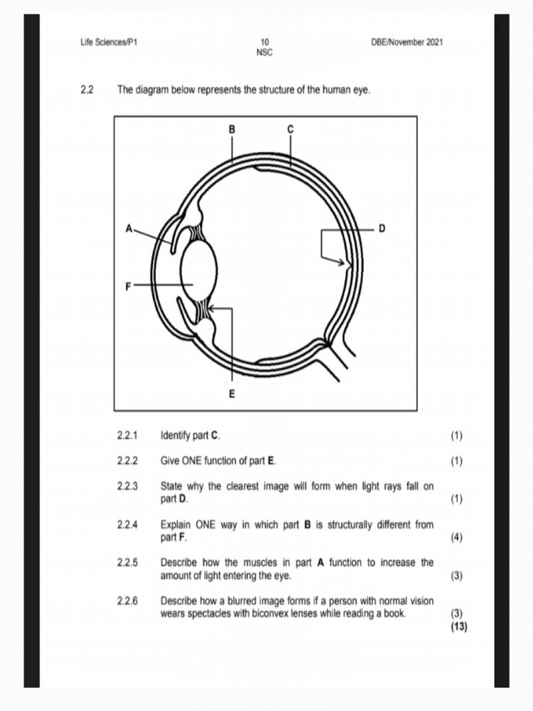 Nervous System - 241112 - 195840 | PDF