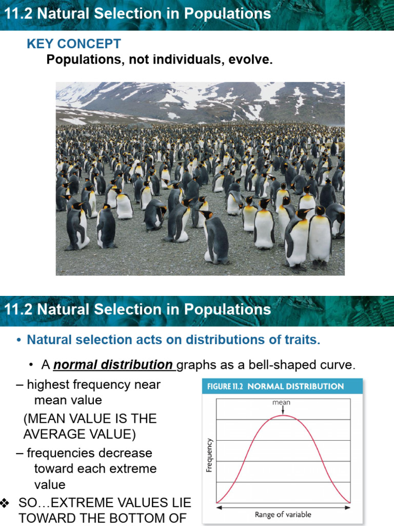 TYPES of Natural Selection | PDF