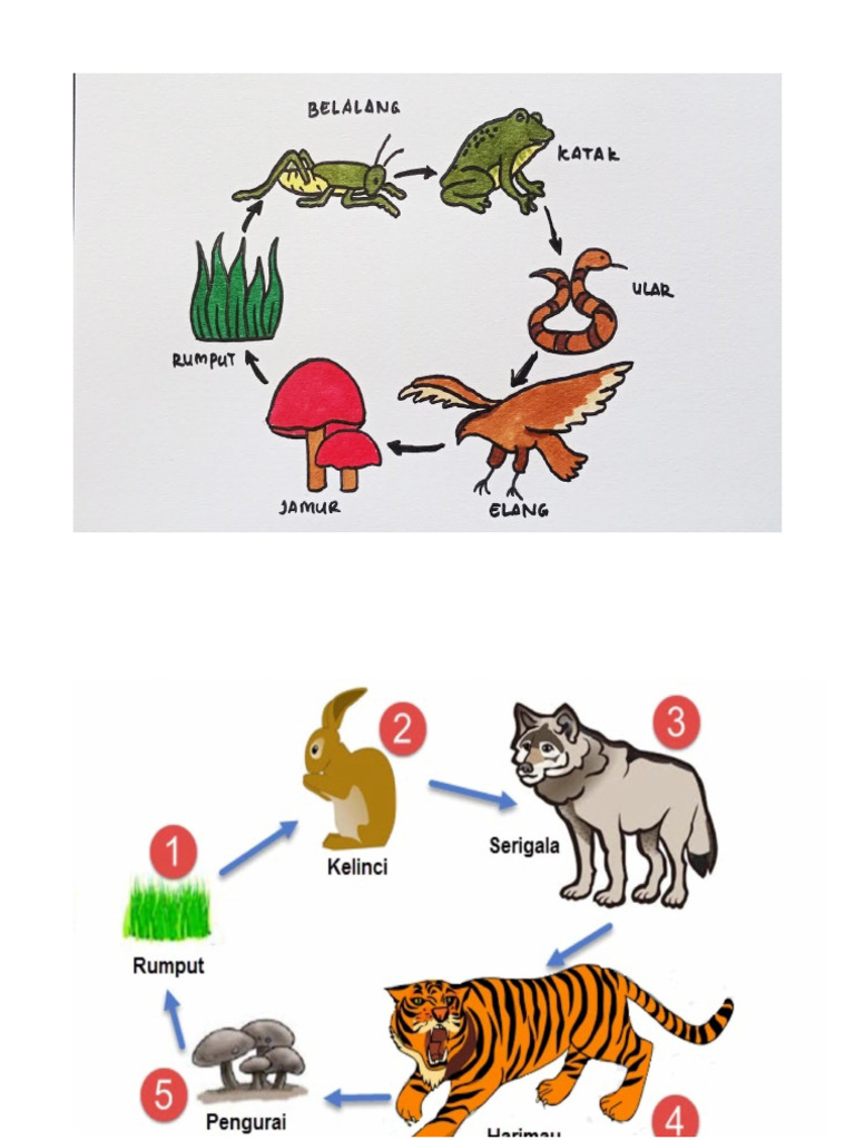 Gambar Rantai Makanan | PDF