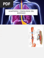 Anatomia, Irrigacion, Inervación Del Esofago y Estomago | PDF ...