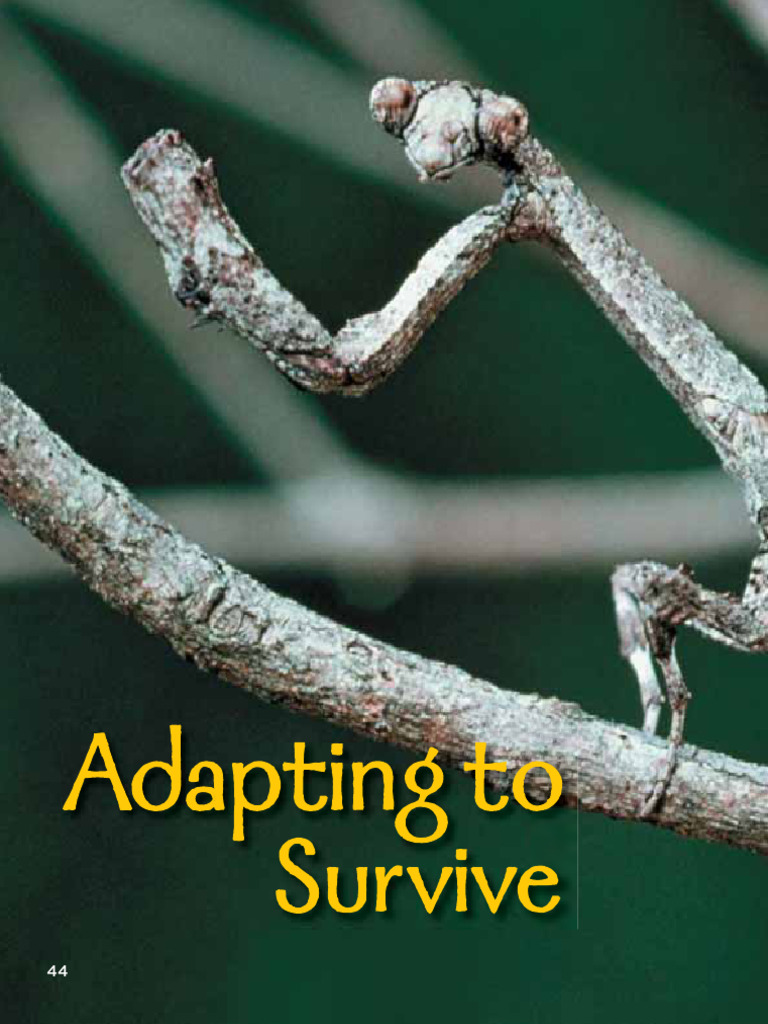 Alaskan Wildlife Adaptations | PDF | Fur