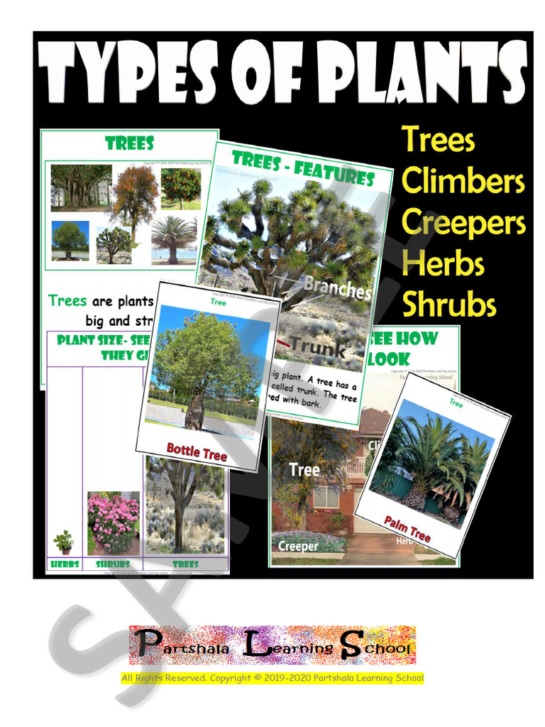 Types of Plants Flashcards | PDF | Copyright