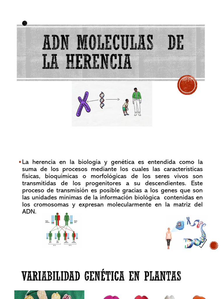 Presentación (Adn Moleculas de La Herencia) | PDF | Ciencia y matemáticas