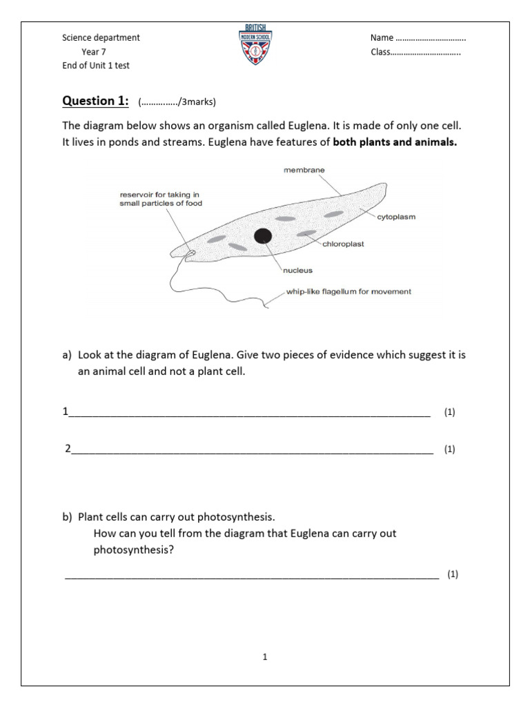 Year 7 Cells End of Unit Test | PDF | Cell (Biology) | Chloroplast