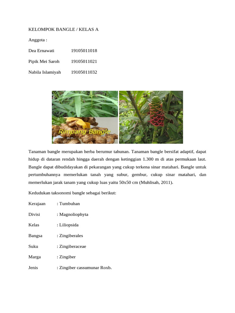 Tanaman Bangle: Morfologi dan Manfaat | PDF