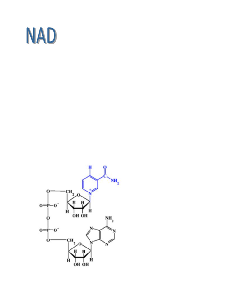NAD | PDF | Nicotinamide Adenine Dinucleotide | Nucleotides