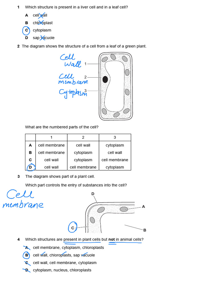 Worksheet#1 2 | PDF | Cell (Biology) | Chloroplast