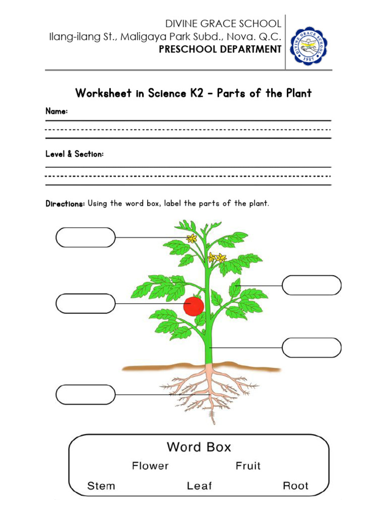Worksheet in Science K2 Parts of The Plant: Name | PDF