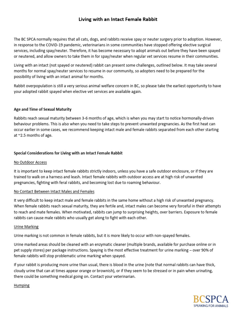 Info Sheet Living With An Intact Female Rabbit Final | PDF | Neutering ...