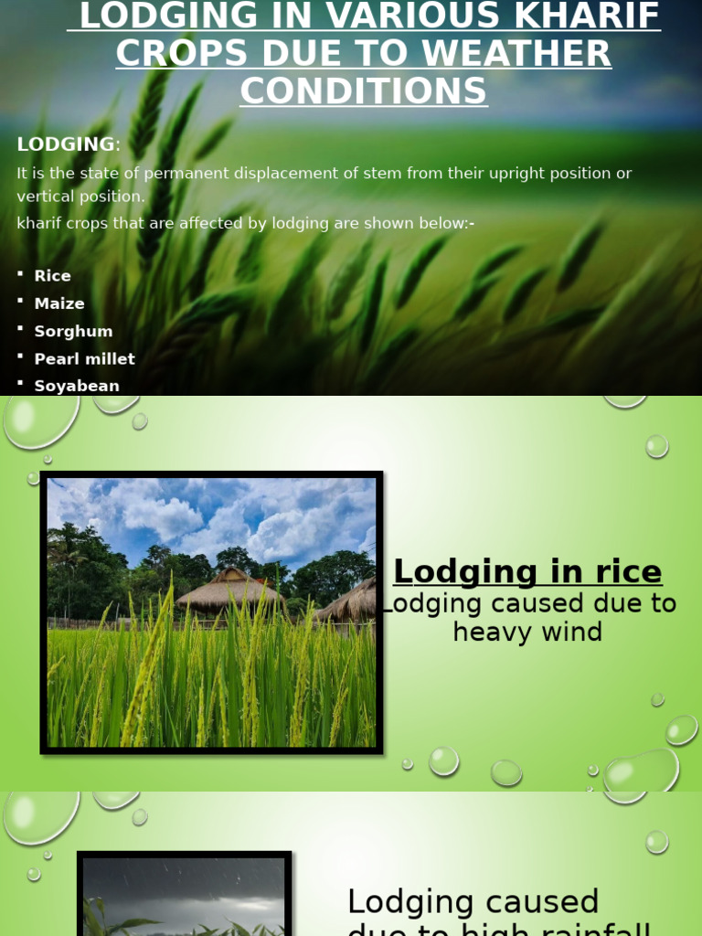 Crop Lodging | PDF