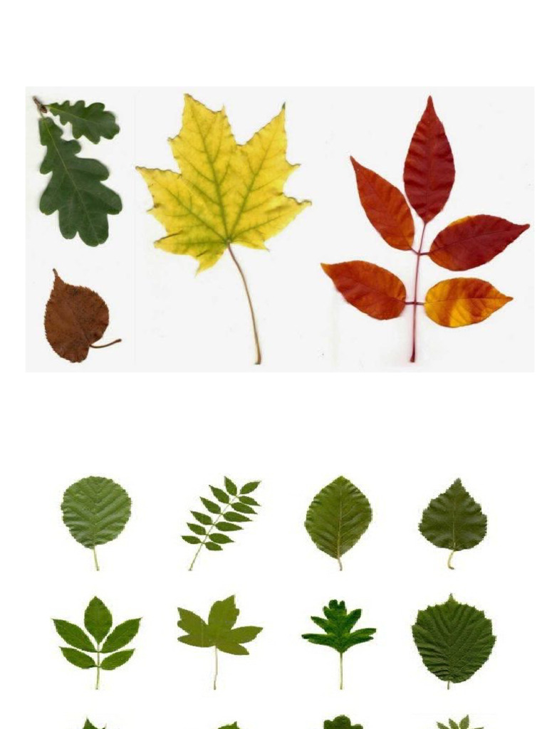 Jenis Jenis Daun | PDF