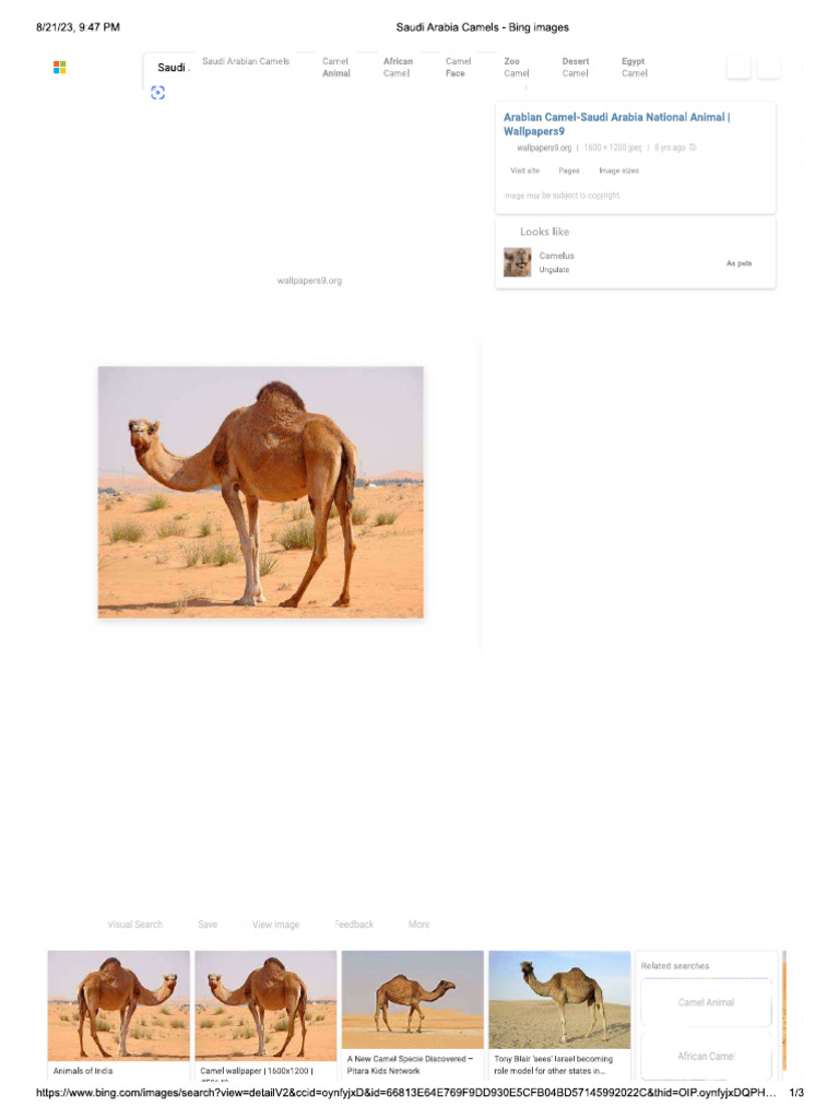 Saudi Camels | PDF
