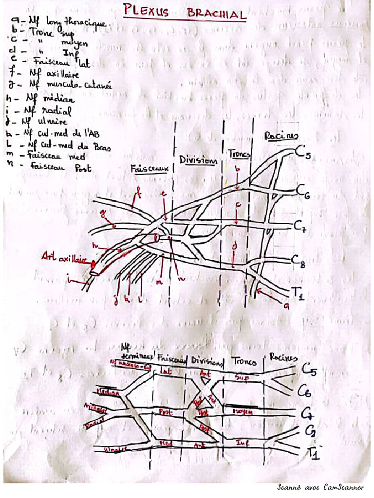 Plexus Brachial | PDF