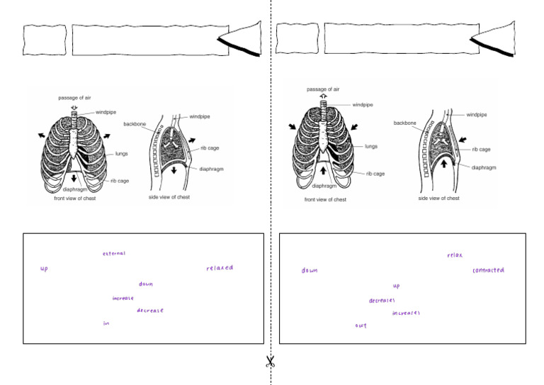 Task 2 Breathing in and Out Handout 2021 | PDF