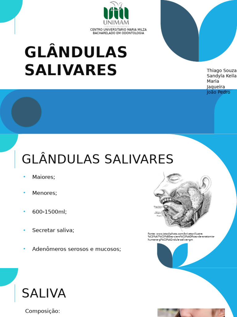 Glandulas Salivaria FT | PDF | Saliva | Anatomia humana