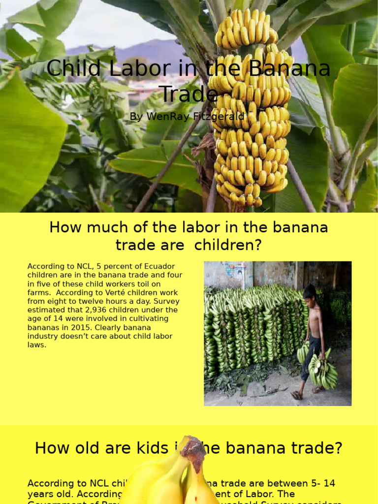Child Labor in The Banana Trade | PDF | Child Labour | Banana