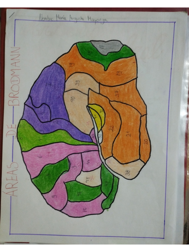 Areas de Broman | PDF