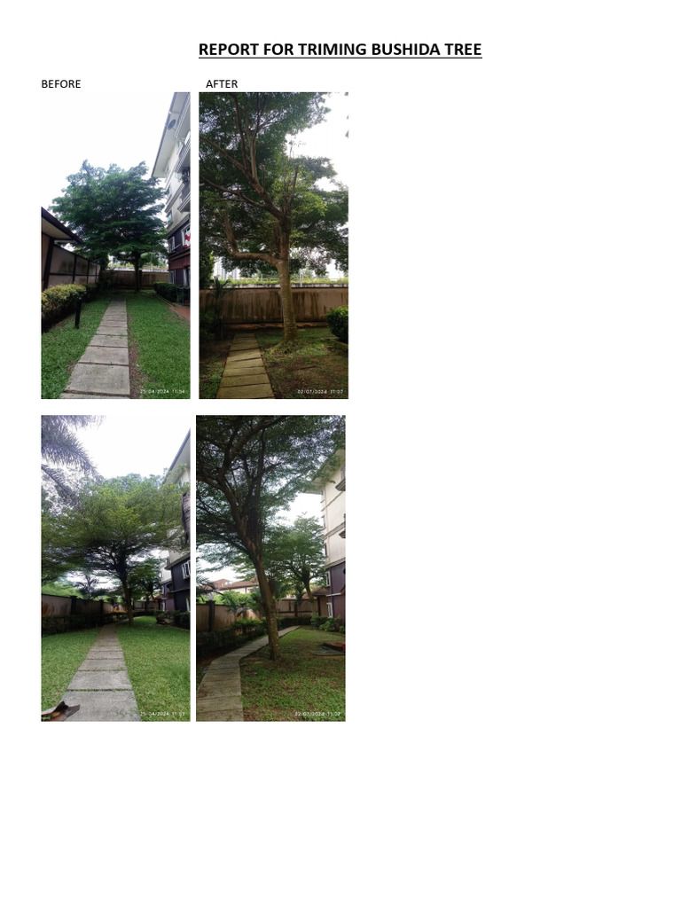 Report For Triming Bushida Tree | PDF