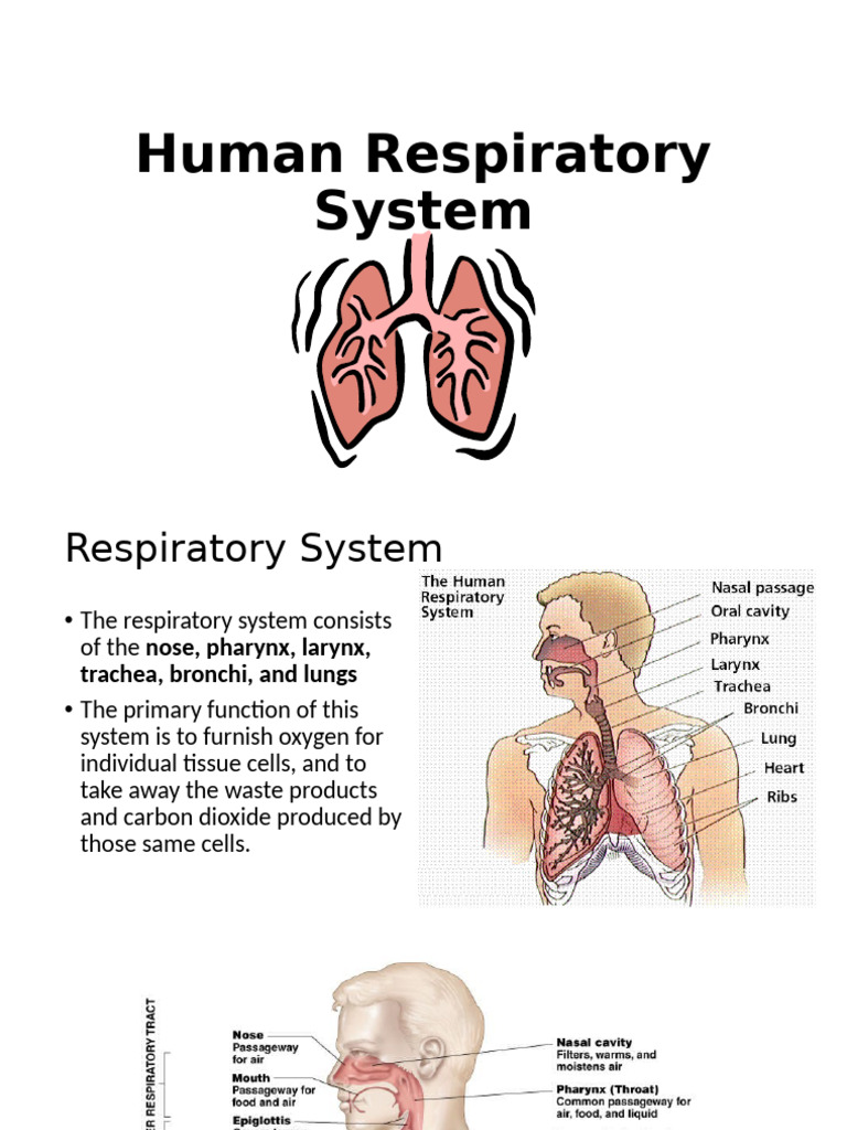 Human Respiratory | PDF | Lung | Respiratory Tract