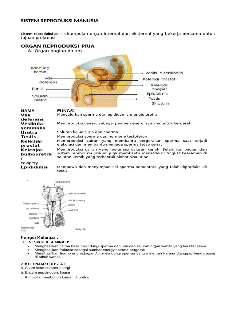 Ringkasan Sistem Reproduksi Manusia Kls 9 | PDF | Kesehatan Holistik | Sains & Matematika