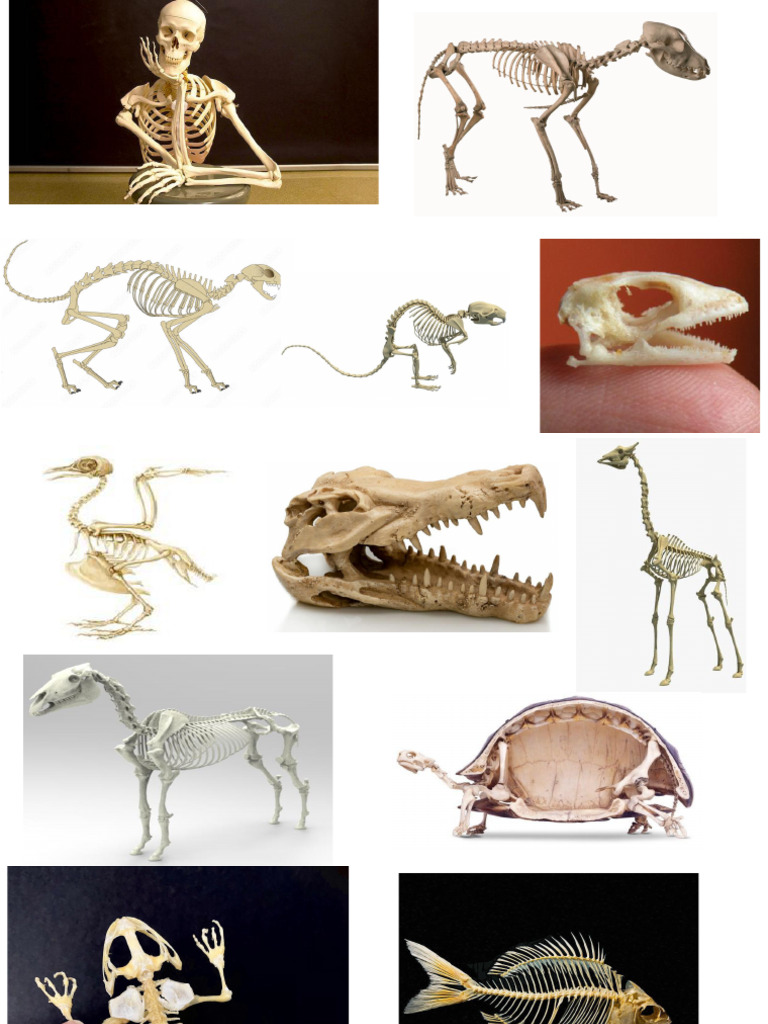 Endoskeletons Skeletons | PDF