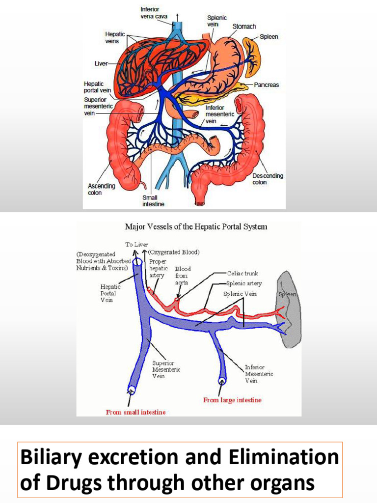 Biliary Excretion and Other Routes Excretion 2022 | PDF | Medical ...