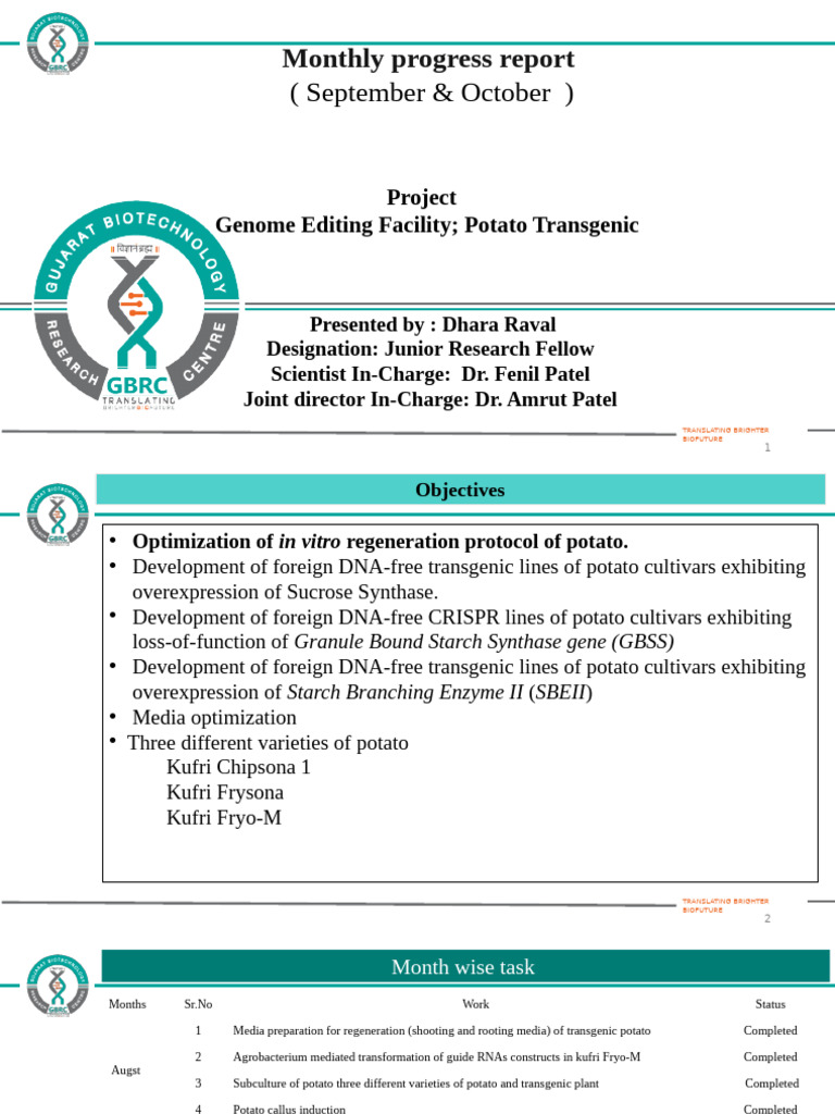 Potato Genome Editing Progress Report | PDF | Polymerase Chain Reaction ...