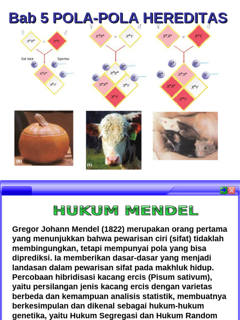 Bab 5 Pola-Pola Hereditas | PDF