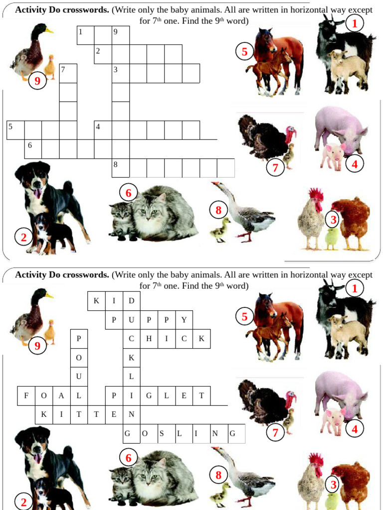 Animal Needs | PDF | Foods | Herbivore