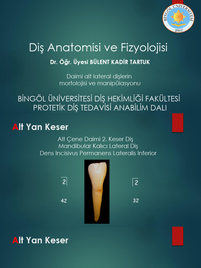 Mandibular Lateral | PDF