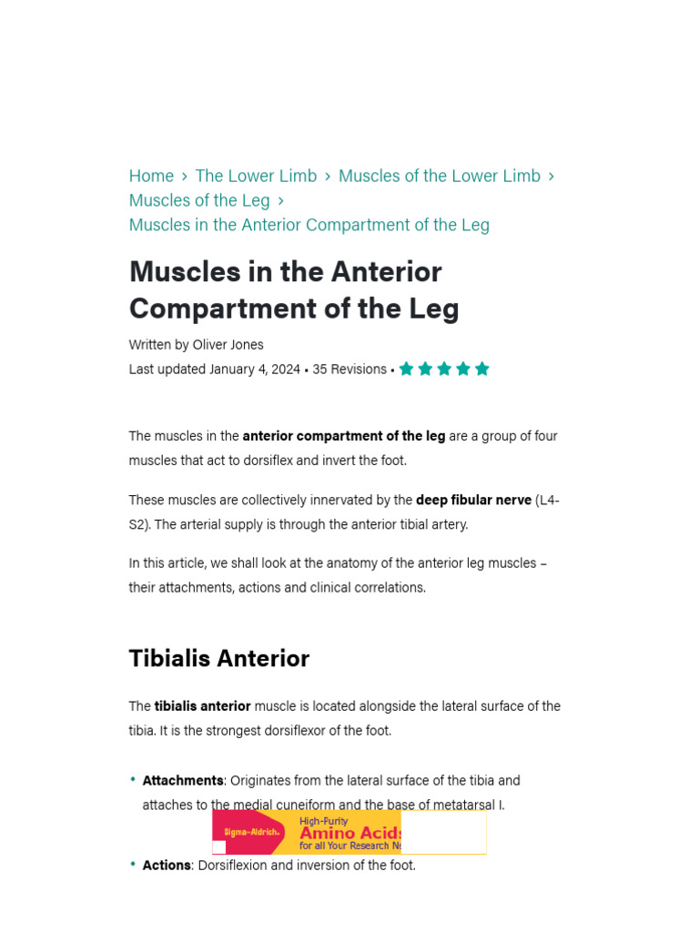 Muscles of The Anterior Leg - Attachments - Actions - TeachMeAnatomy ...