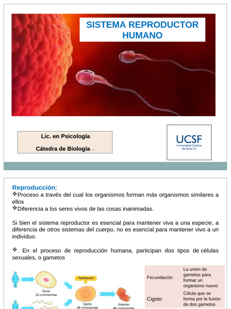 Sistema Reproductor | PDF | Ciclo menstrual | Sistema reproductivo