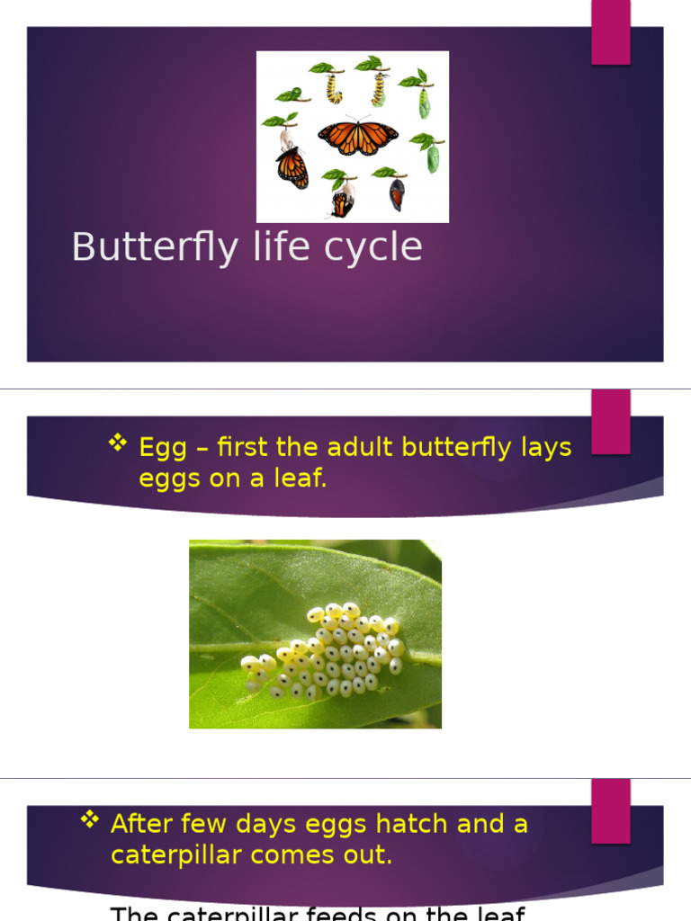 Butterfly Life Cycle | PDF
