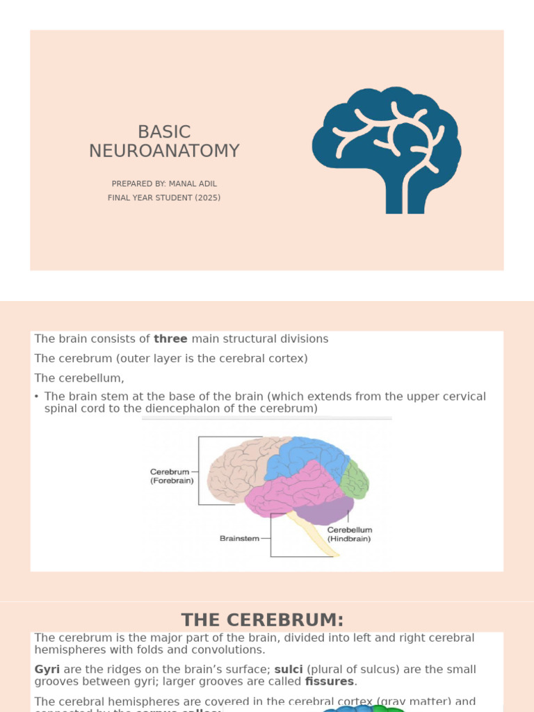 Neuroanatomy Presentation | PDF | Brainstem | Cerebrum
