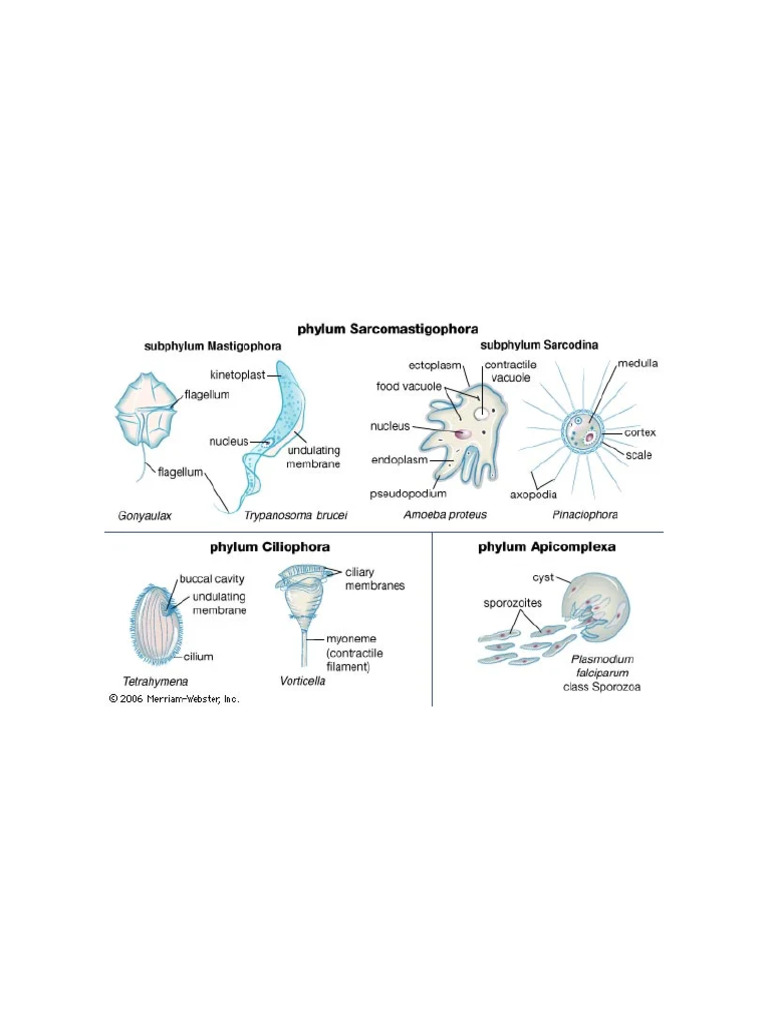 Amoeba - Protista, Unicellular & Flagellates - Britannica | PDF