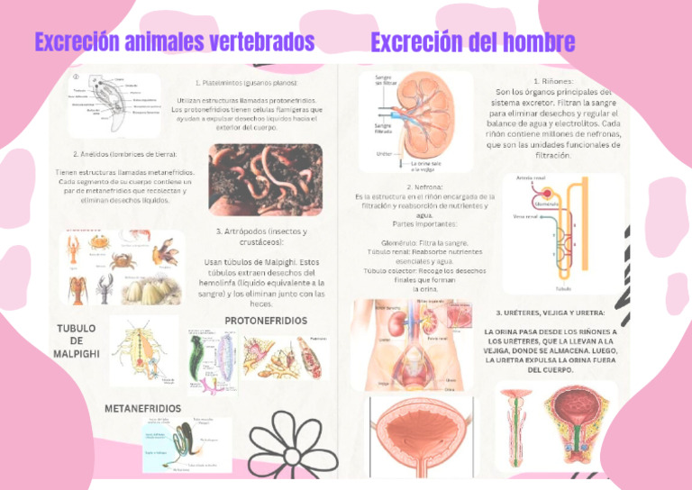 Excreción Animales Vertebrados - 20241105 - 113521 - 0000 | PDF