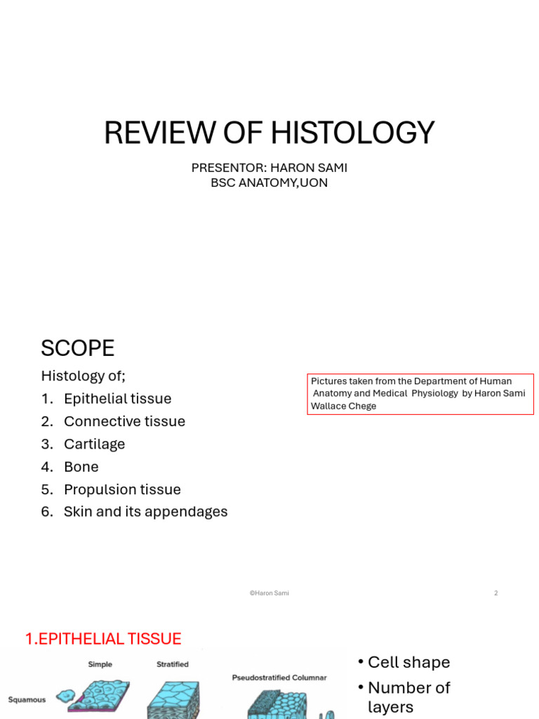 Review of Histology-Part 1 | PDF | Epithelium | Bone