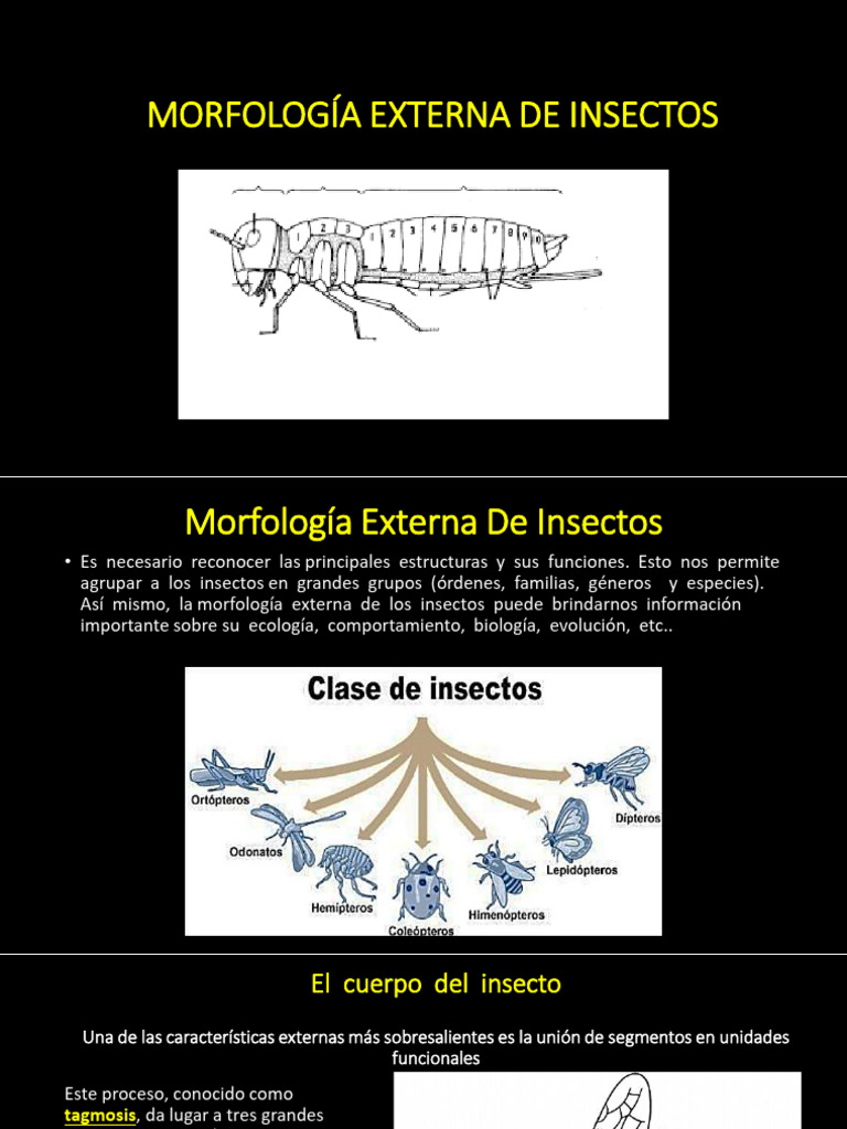 Morfología Externa de Insectos | PDF | Insectos | Artrópodos