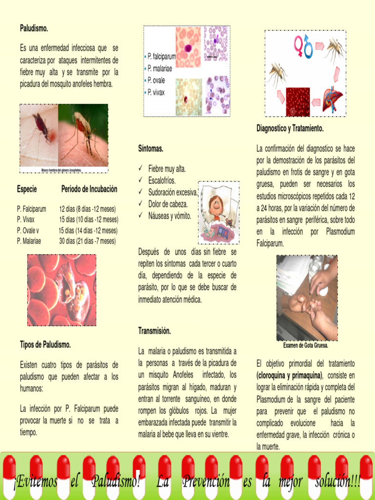 Triptico Paludismo 1 | PDF | Malaria | Salud pública