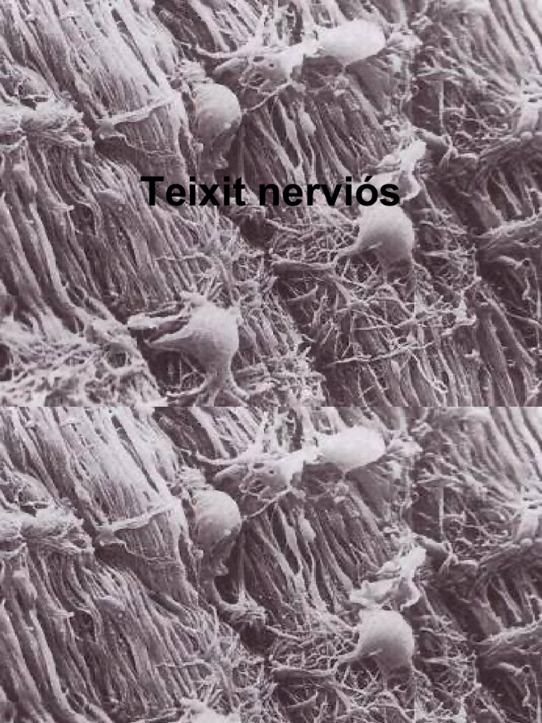 Teixit - Nerviós - 2023-24 | PDF