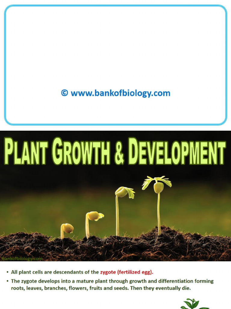 15-11 Plant Growth N Development | PDF