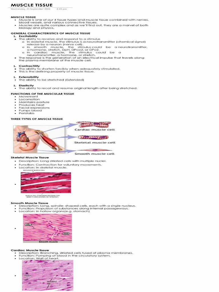 Muscle Tissue | PDF